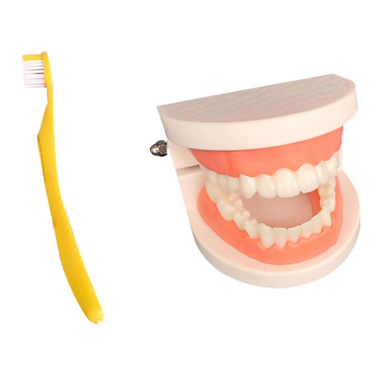 Solustre Denture Model Set - Plastic Tooth Puzzle for Dental Teaching ...