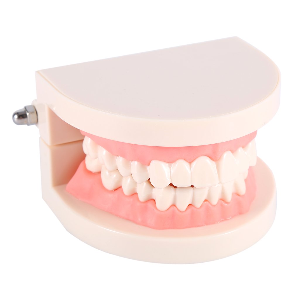 Raguso PVC Dental Teaching Model - Ideal for Kids | Learn to Brush ...