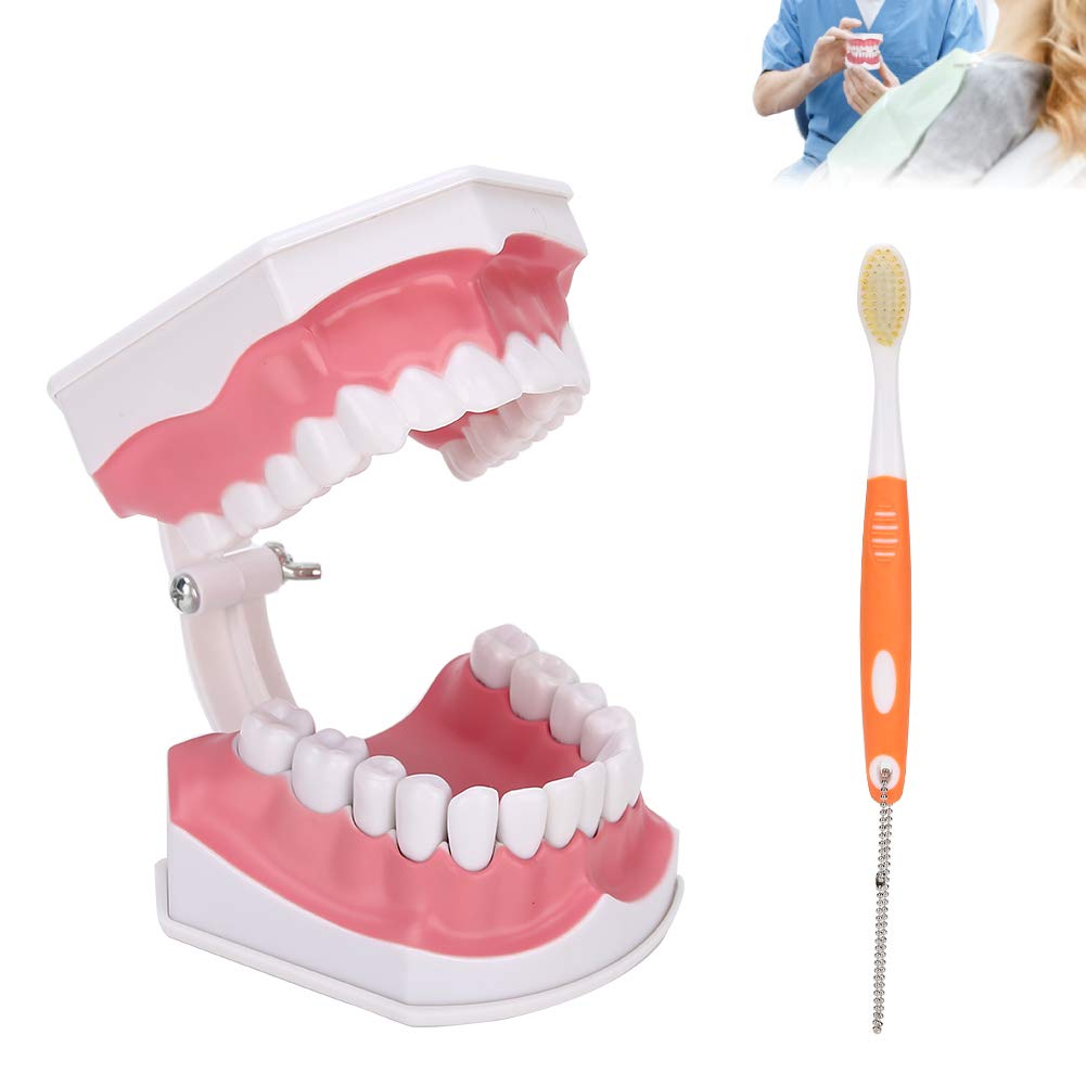 Realistic Tooth Model with Gum Pattern & Teaching Toothbrush - Perfect ...