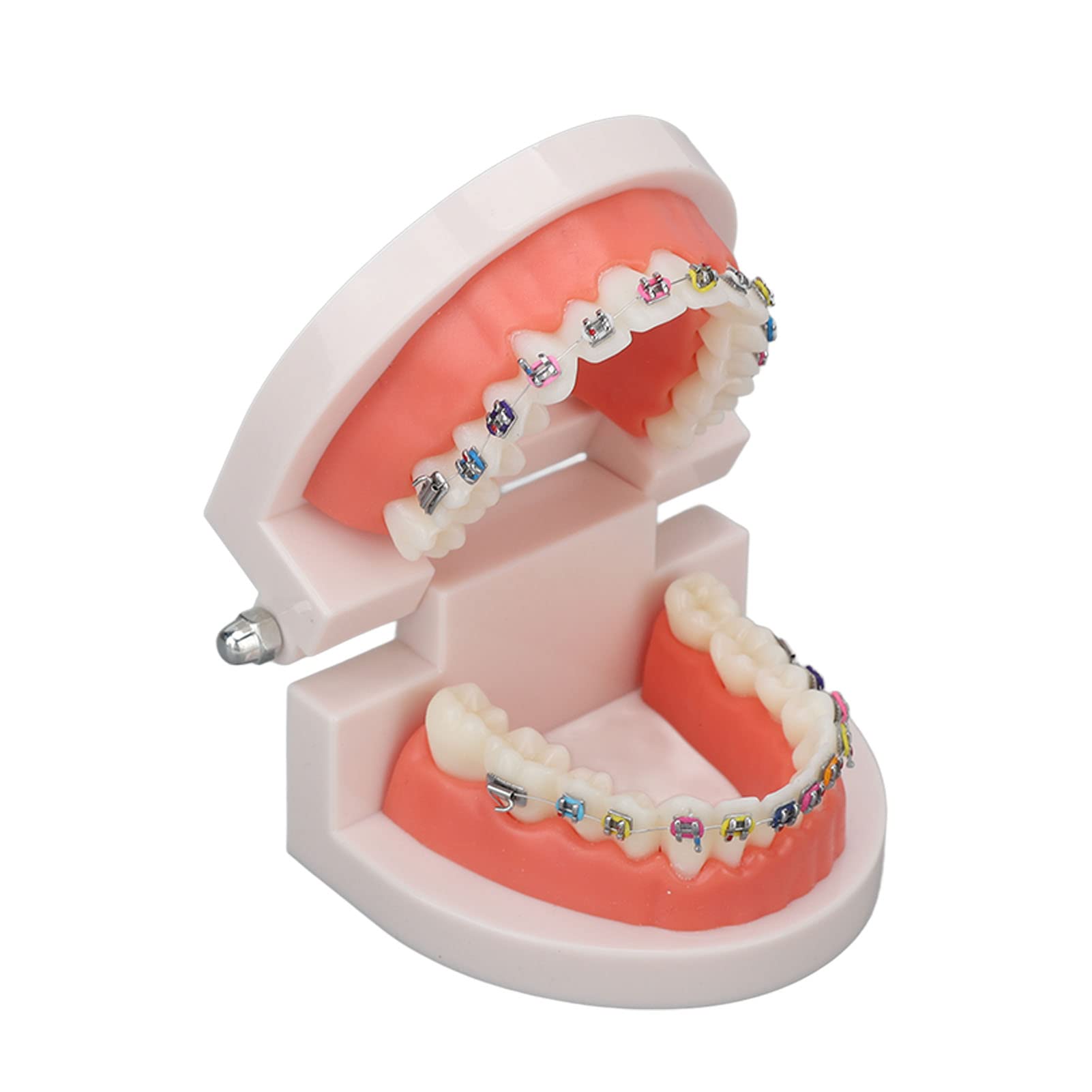 YYQTGG Orthodontic Tooth Model - Removable Lightweight Dental Teaching ...