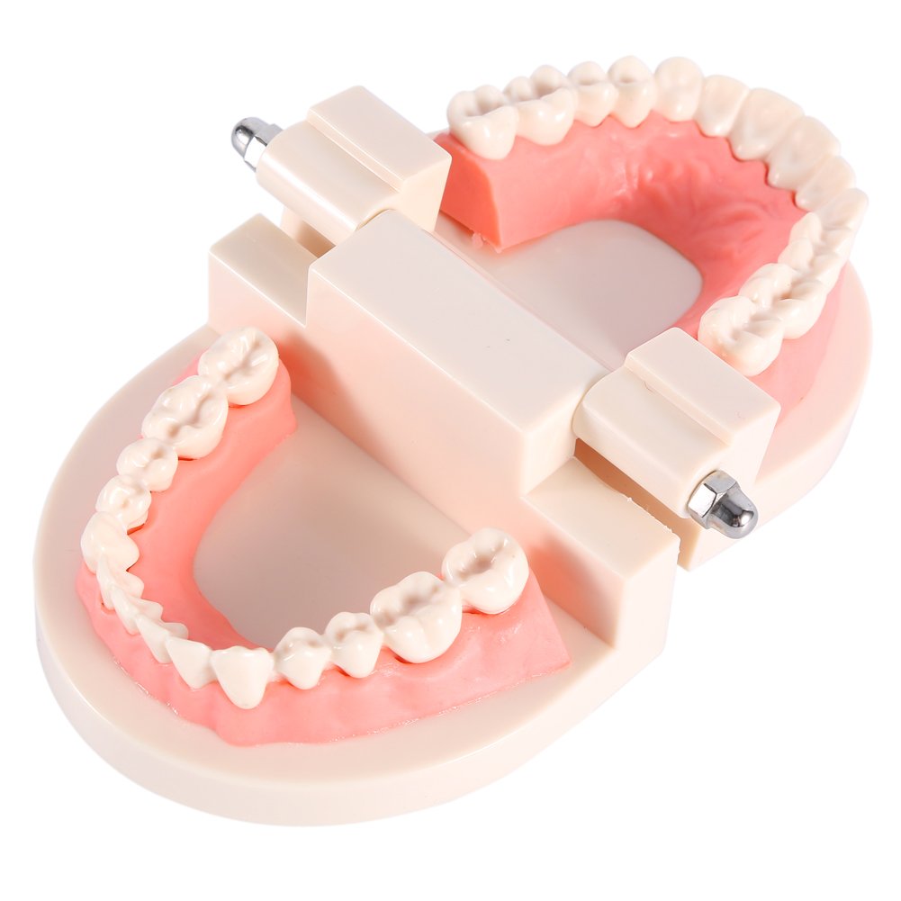 High-Quality PVC Tooth Model for Dentists - Educational Dental Teaching ...