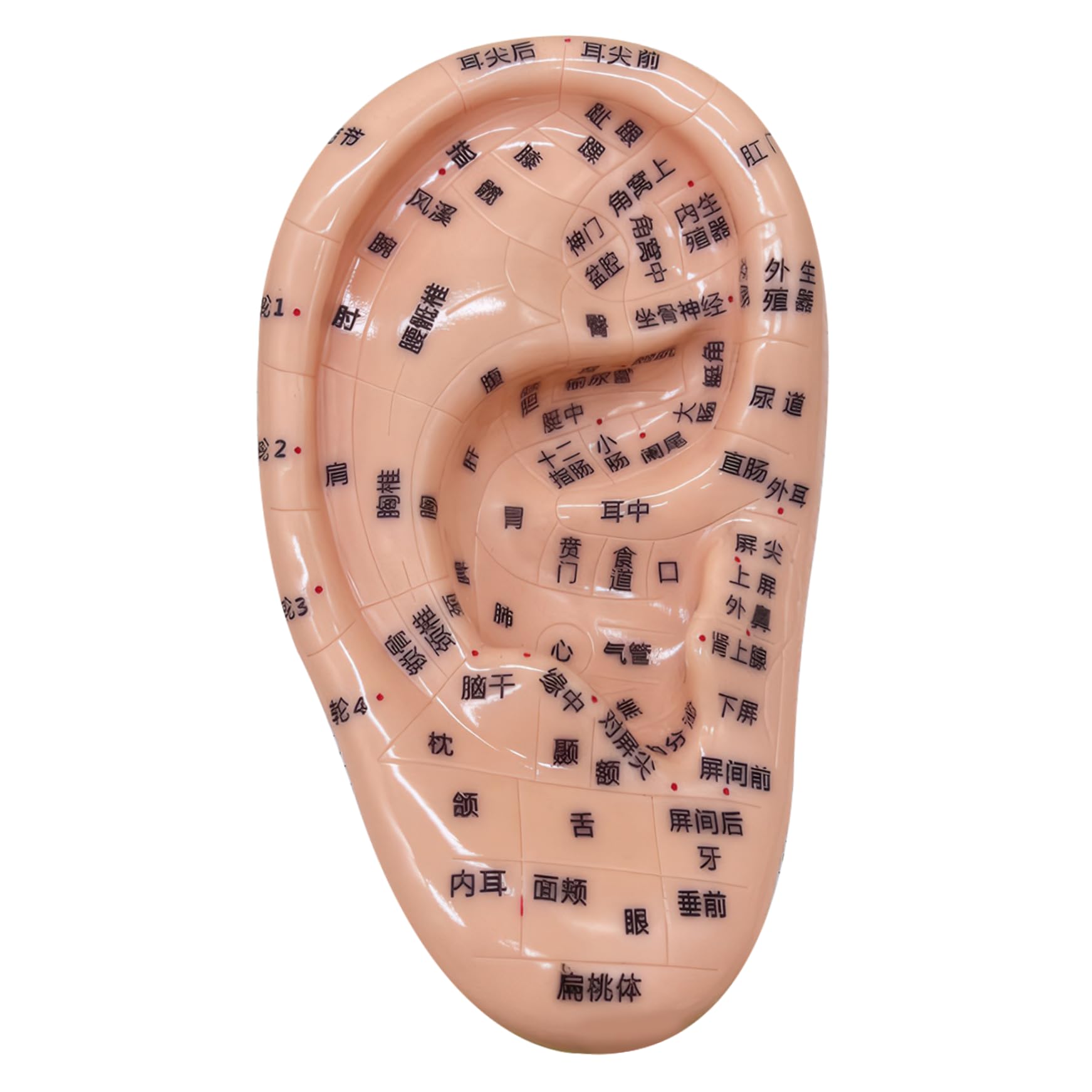 PEOSAARD Soft Ear Seed Kit - 5.1-Inch Educational Acupuncture Ear Model ...
