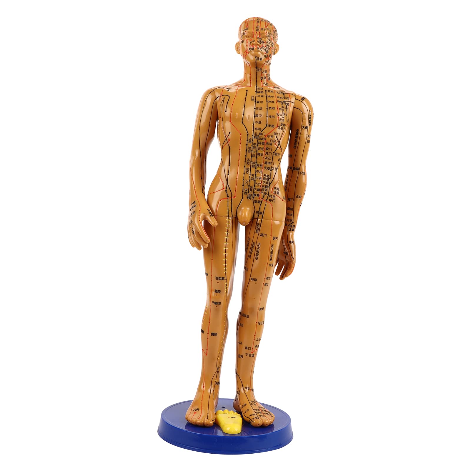 Acupuncture Model Set - Female & Male Copper Meridian Body for Chinese ...