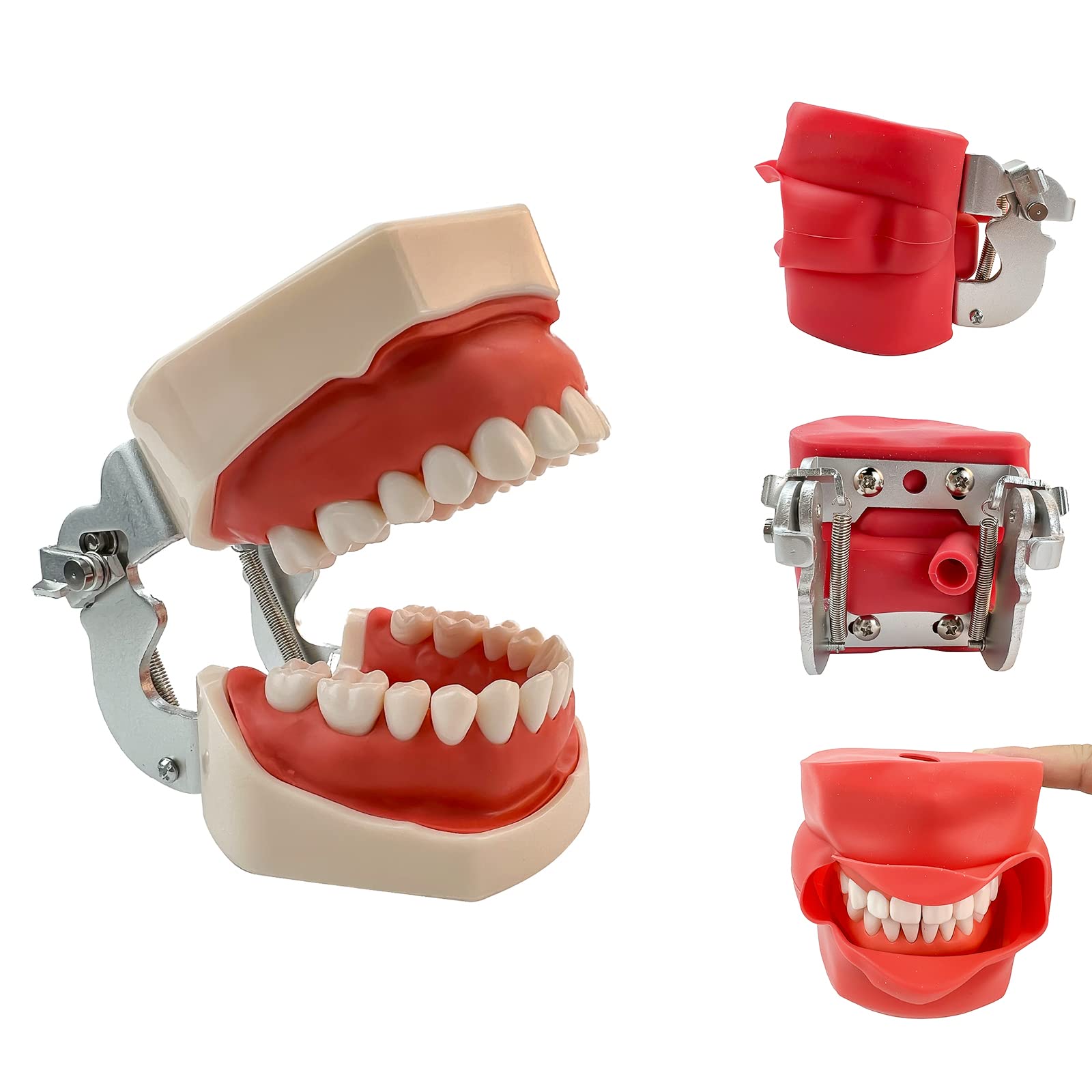 Teeth Soft Gum Phantom Head Study Model - 28 Removable Teeth & Cheek ...