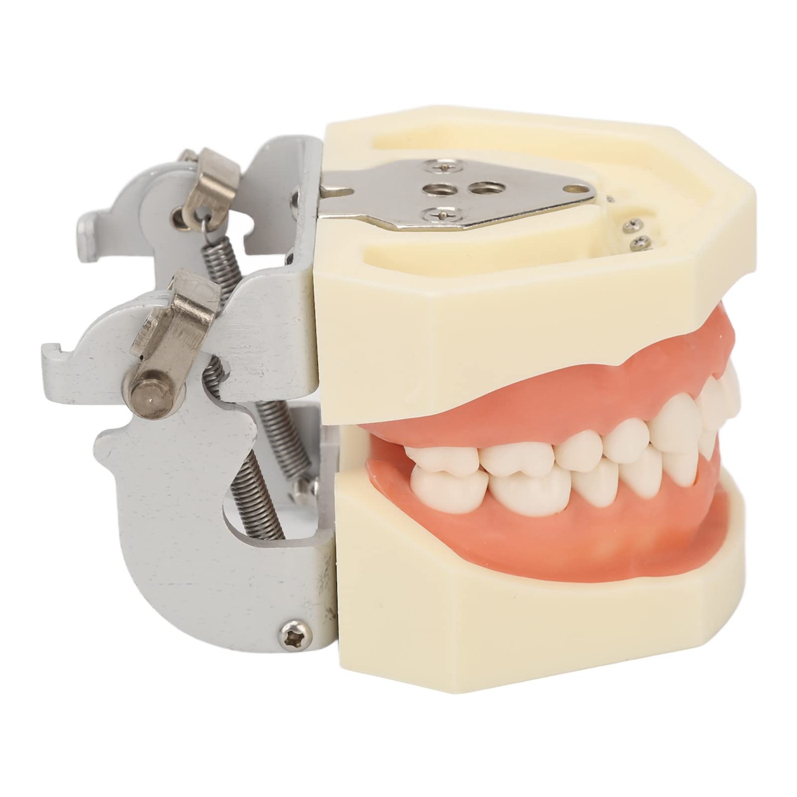 Buy Dental Typodont Teeth Model - 28 Teeth Soft Gums Upper Jaw Cyst ...