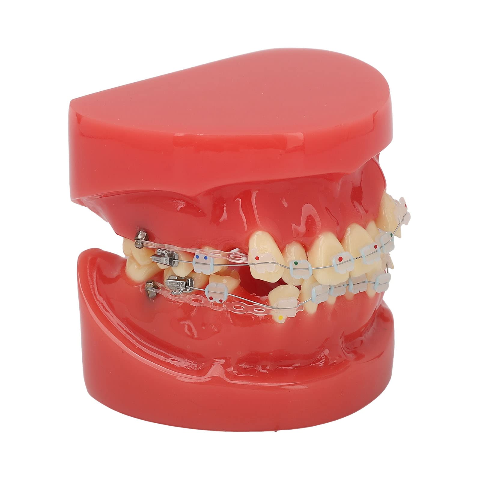 Orthodontic Bracket Model - 24 Teeth Dental Demonstration Model for ...