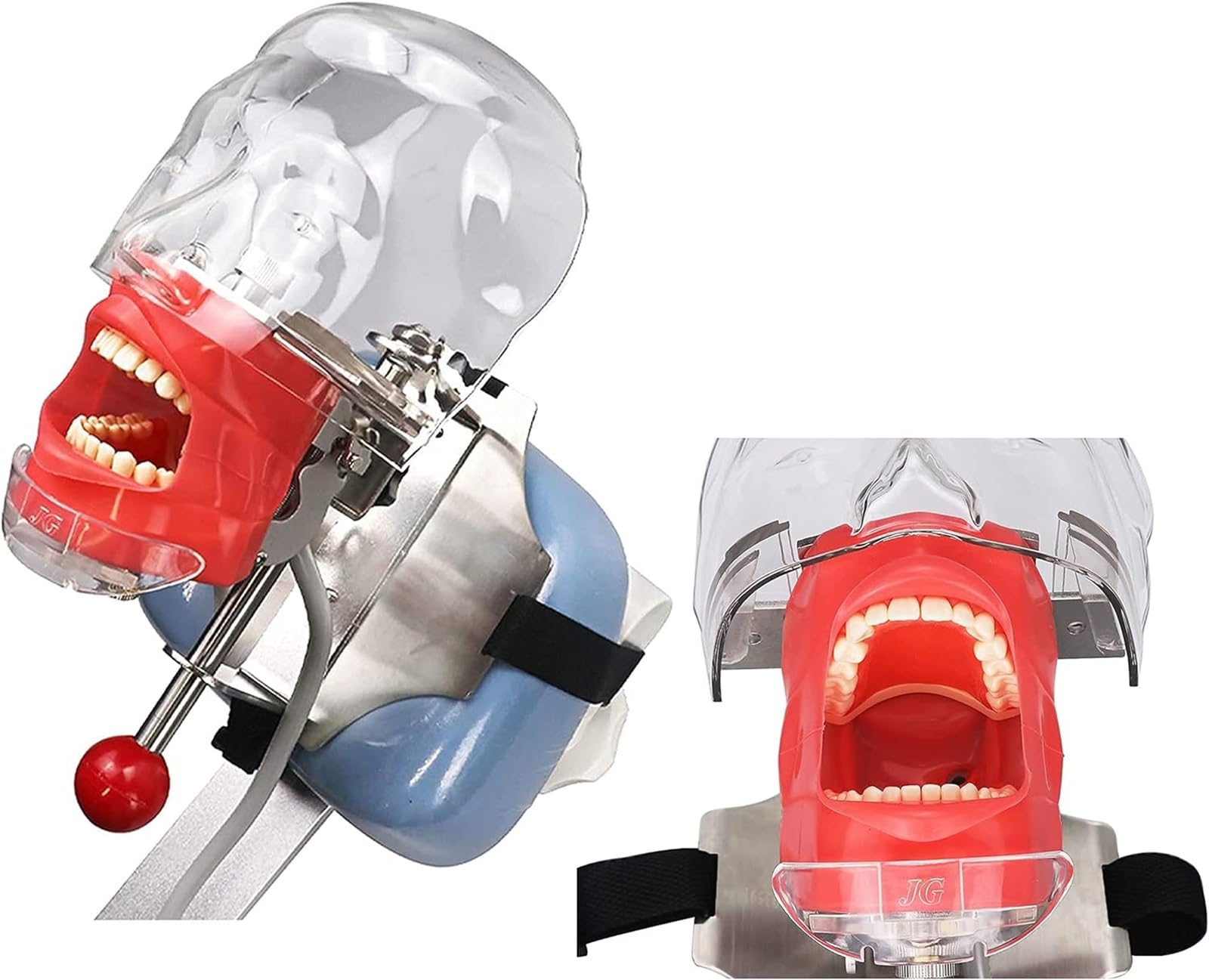 Buy Stainless Steel Dental Model & Harz Dental Phantom Head Simulator ...