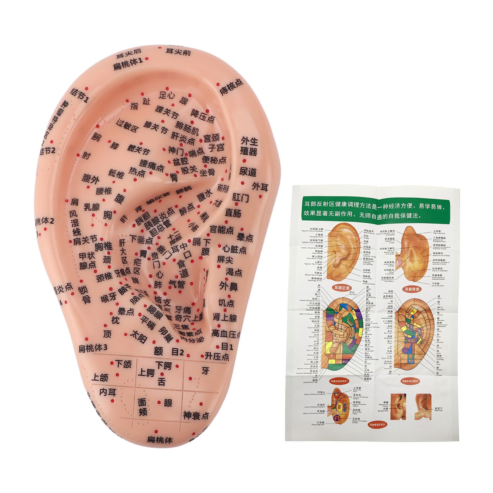 Professional Ear Acupuncture Model - 7.5 Flexible Human Ear for Lessons ...