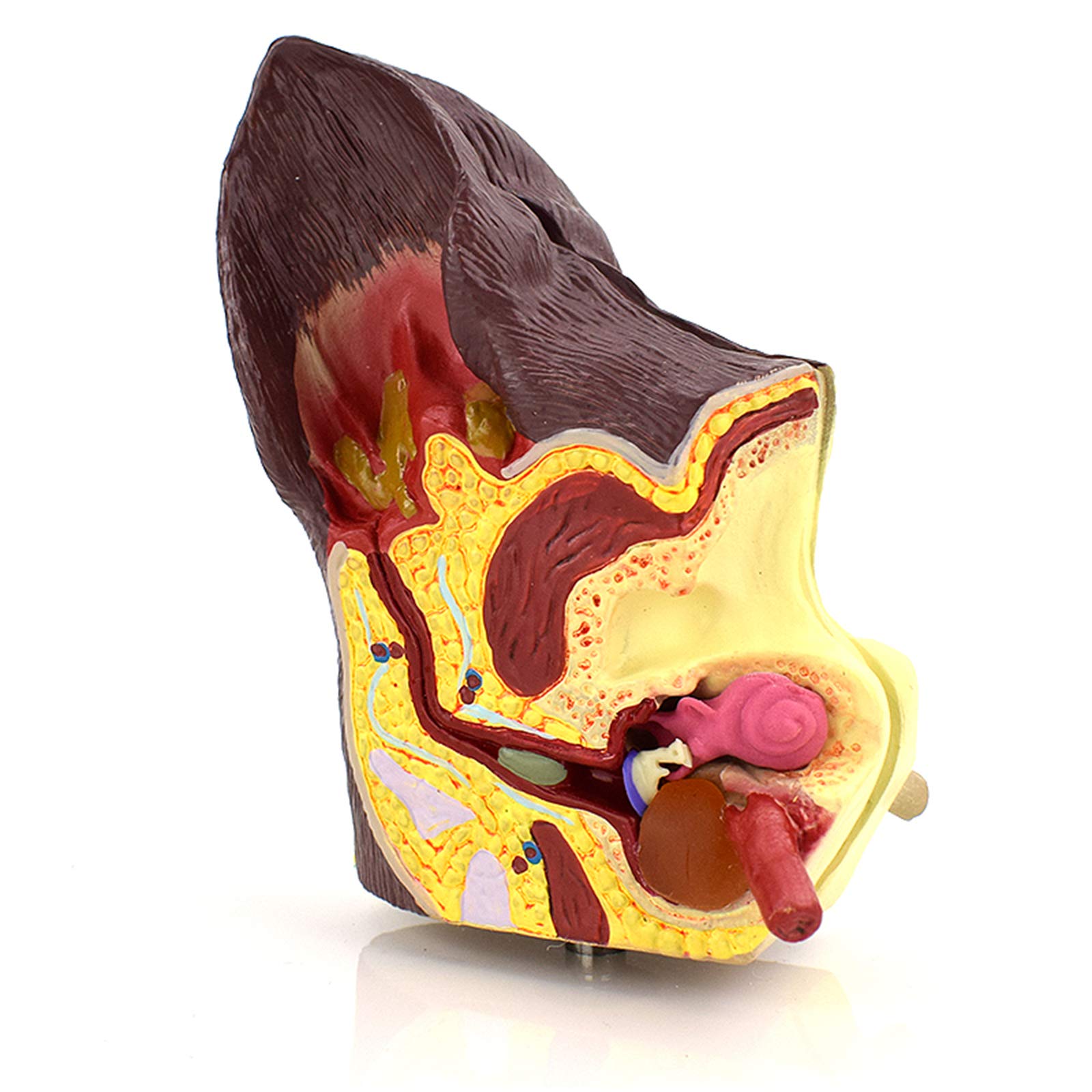 Dog Ear Dissection Anatomy Model Dog Ear Model Animal Organ Anatomy ... Dog Ear Dissection Anatomy Model Dog Ear Model Animal Organ Anatomy ...