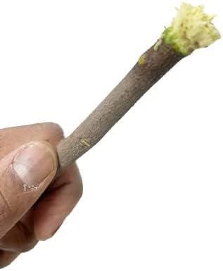 OMC Natural Neem Chew Sticks (Pack of 5) - Organic Neem Datun ...