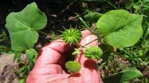 CROV ISTA AYURVEDA Atibala Leaf Powder (Abutilon indicum) Kangi Powder ...