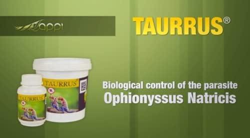 M&S Reptiles TAURRUS XL Predatory Mites for Effective Mite Control (50 ...