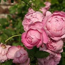 Maharishi Ayurveda Organic Triphala Rose (Digest Tone) - Gut Health ...