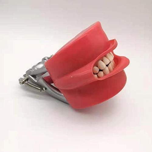 Gylejwh Dental Implant Teeth Model - Realistic Oral Simulation for ...