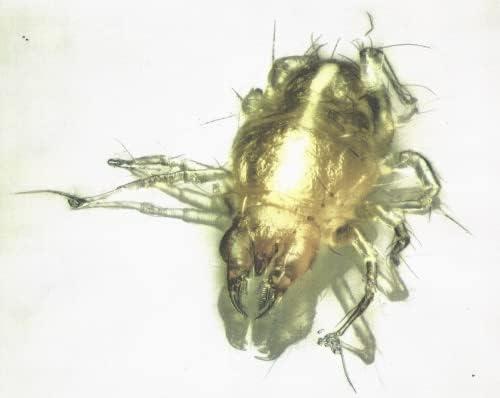 M&S Reptiles TAURRUS XL Predatory Mites for Effective Mite Control (50 ...