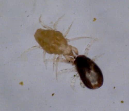 M&S Reptiles TAURRUS XL Predatory Mites for Effective Mite Control (50 ...