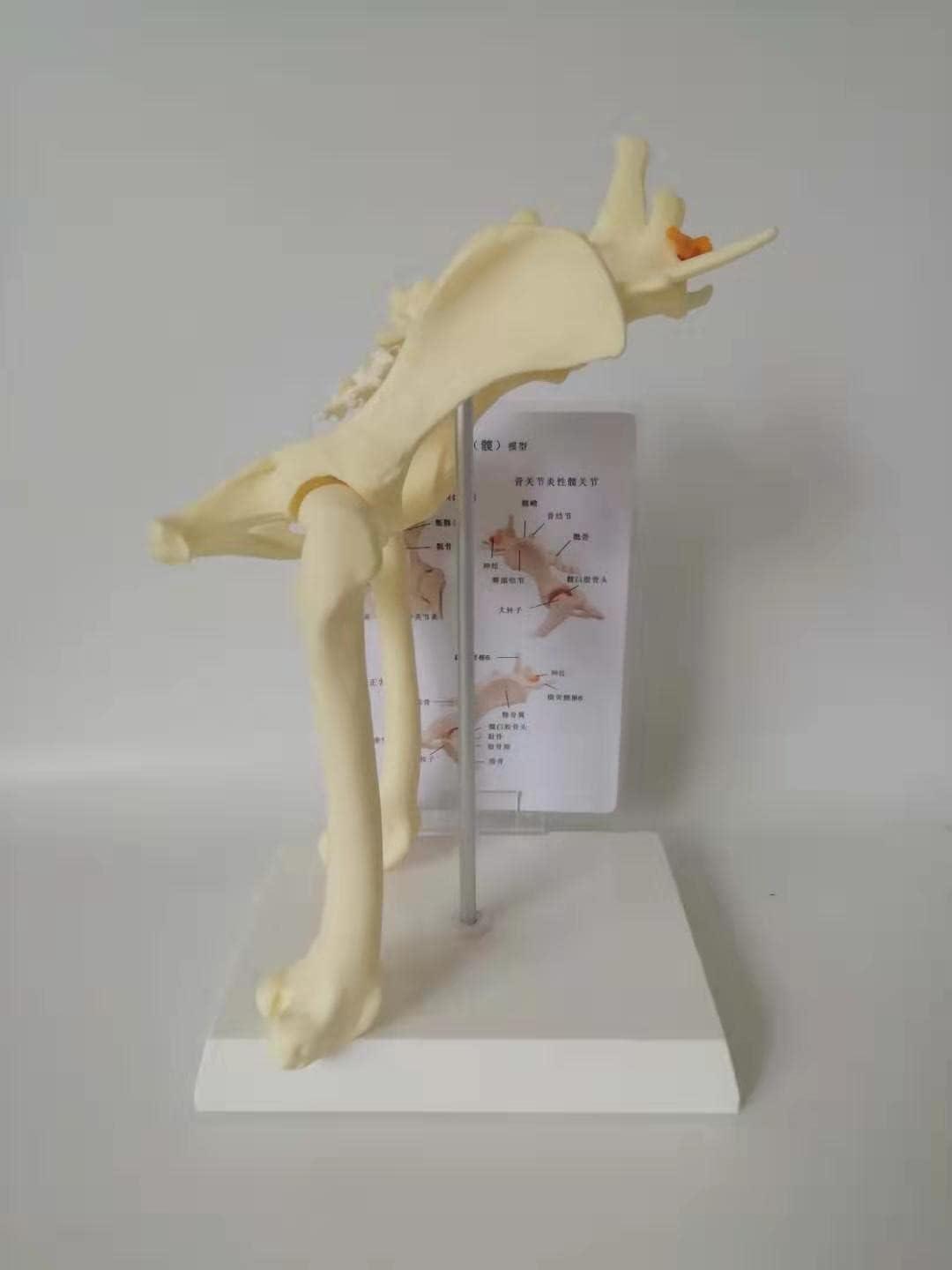 Canine Pelvis Model Canine Hip Joint Model Animal Body Anatomy Replica ...