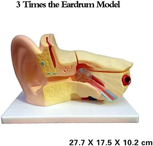 3 Times Ear Anatomical Model Ear Anatomy Teaching Mold of Life Size ...