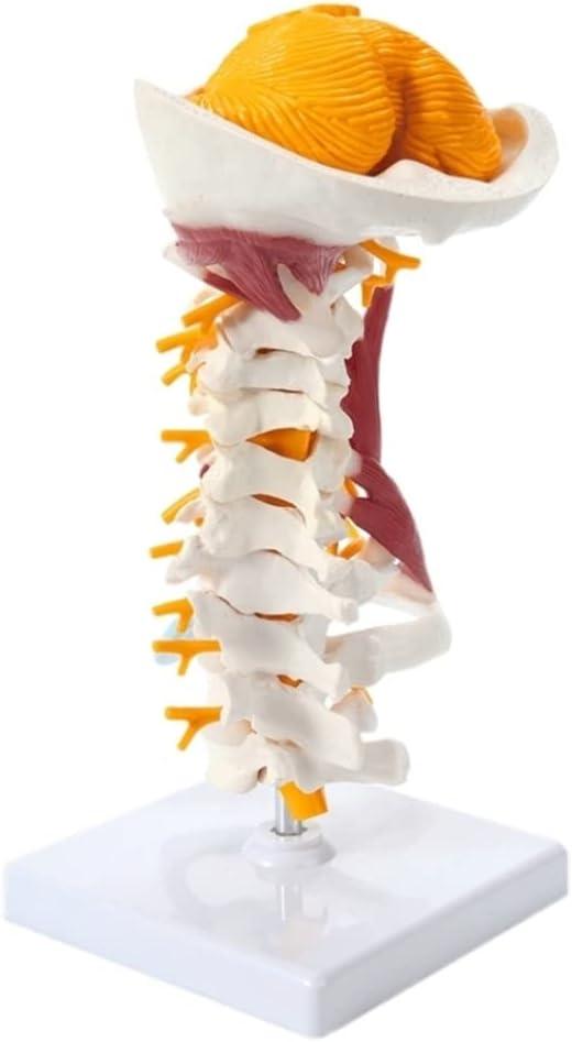 1:1 Life Size Cervical Vertebrae Vertebral Body Cervical Spine Nerve ...