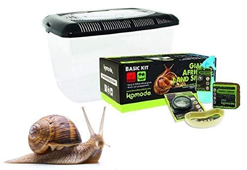 Komodo Basic Giant African Land Snail Kit (Land Snail Kit) | Buy Now ...