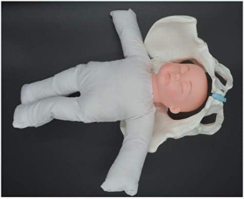 Life-Size Female Pelvic Model - Standard Birth Simulator with Baby Pool ...