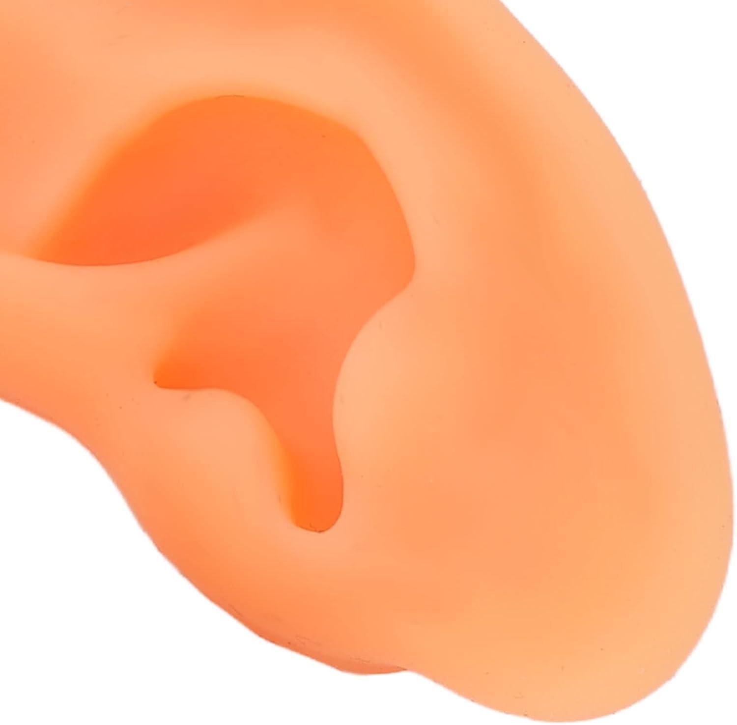 Clear Structure Human Ear Model | 2 Pieces Acupuncture Ear Model ...