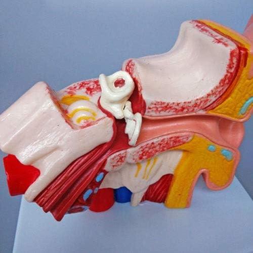 Human Ear Anatomy Ear Canal Human Ear Model Otolaryngology Organ ...