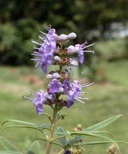 Chaste Tree Berry Whole - Wildcrafted - Vitex agnus castus (454g One ...