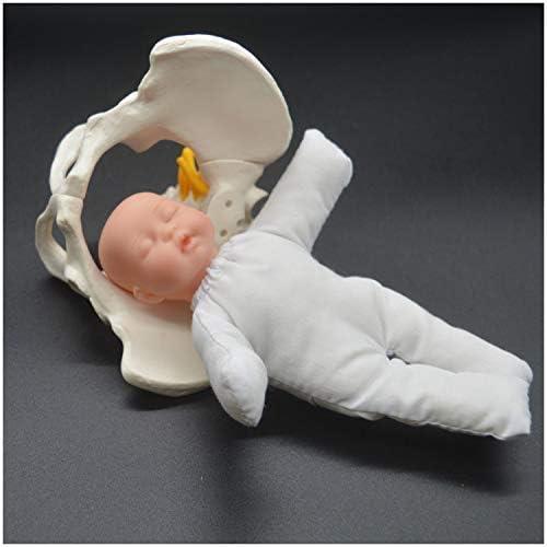 Life-Size Female Pelvic Model - Standard Birth Simulator with Baby Pool ...