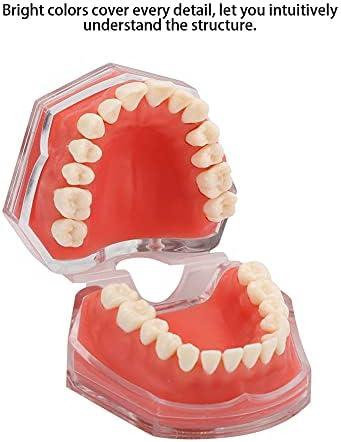 Gingiva Model for Dental Training | Removable Tooth & Oral ...