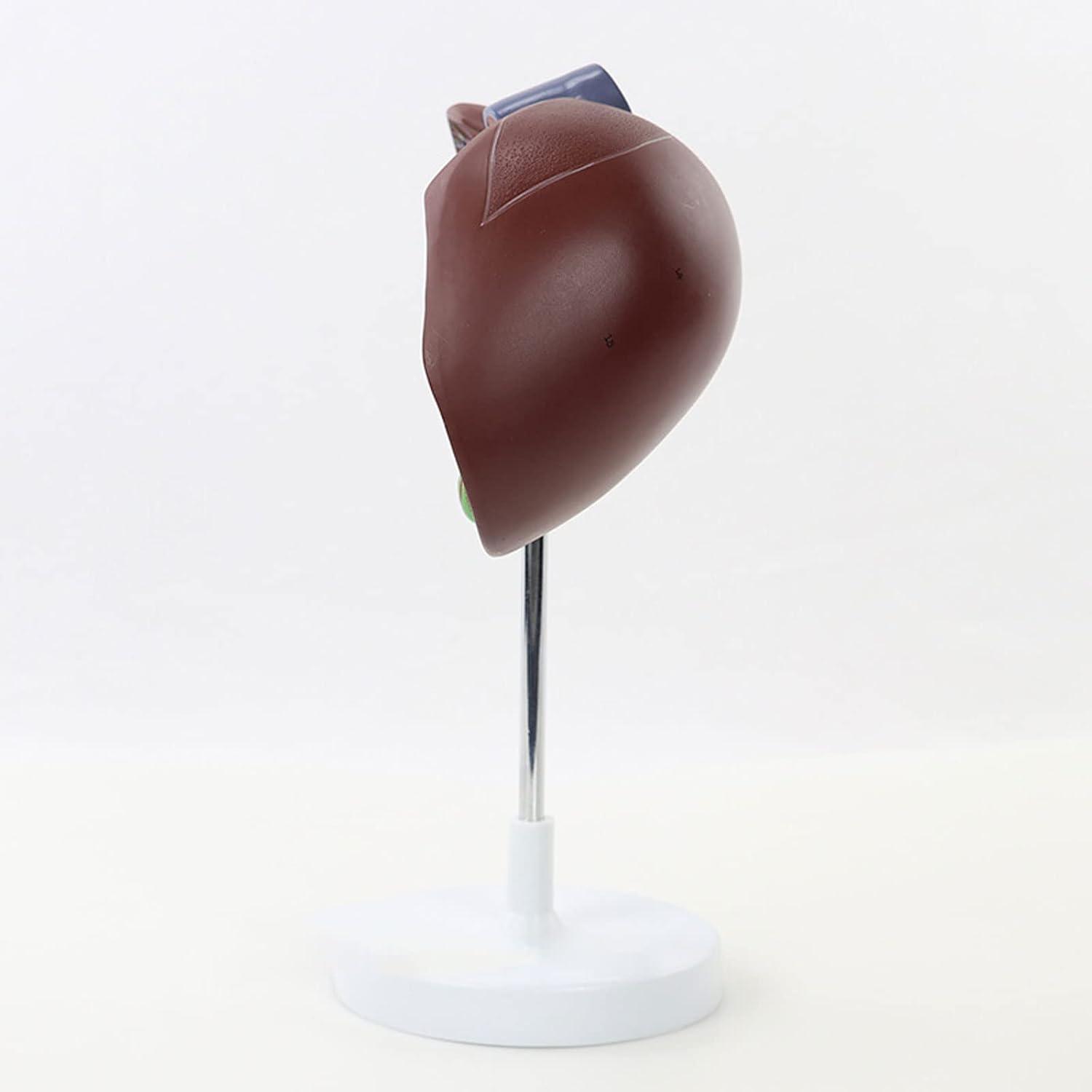 Human 1.5X Liver Model with Vascular Liver and Gallbladder Model ...