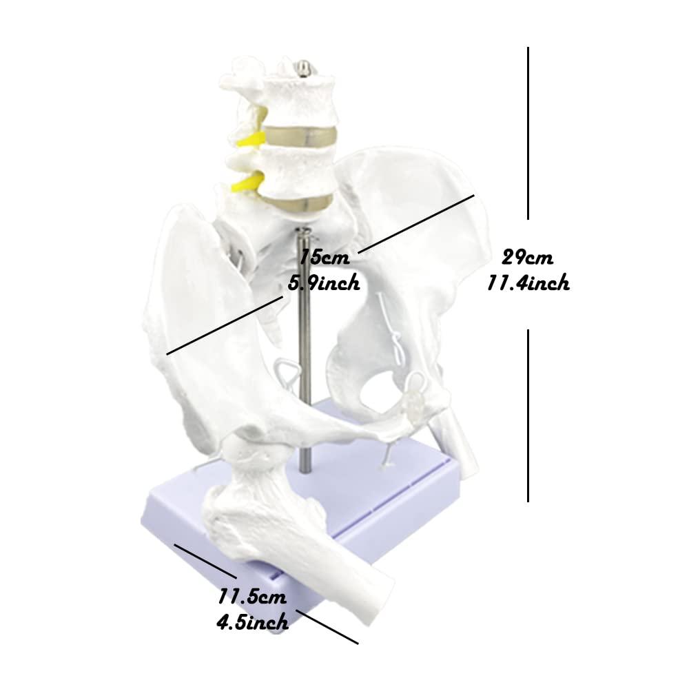 Life-Size Flexible Female Pelvis Model with Movable Joints - Ideal for ...