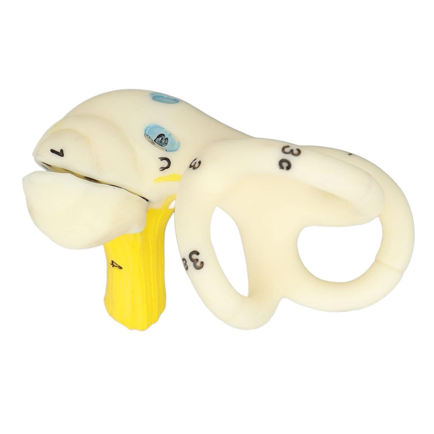 Ear Semicircular Canal Model for Teaching: Better Understanding of ...