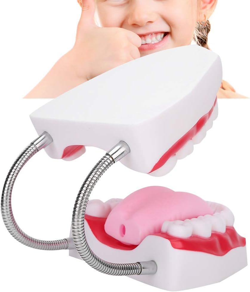High-Quality Dental Teaching Model | Teeth Model for Clinics & Study ...