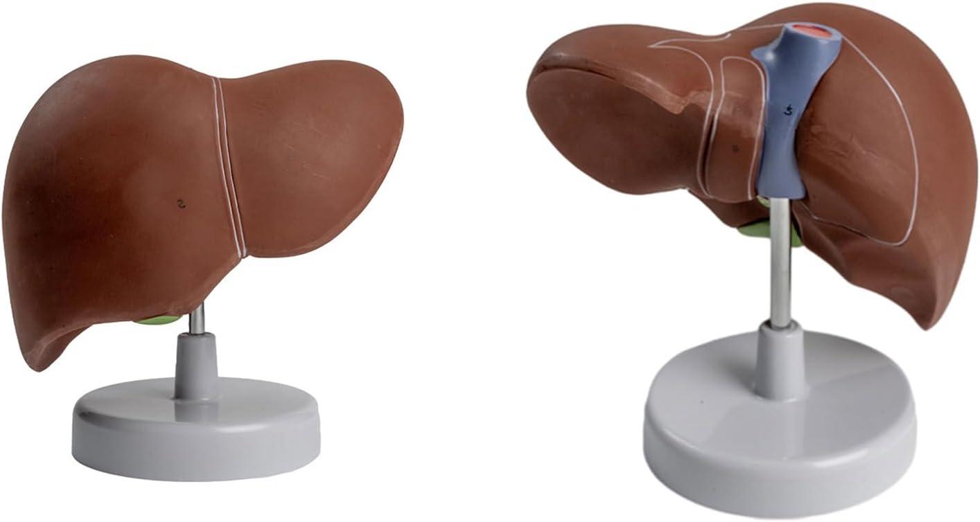 Realistic Anatomical Liver Model for Liver Study Lecture Shows Details ...