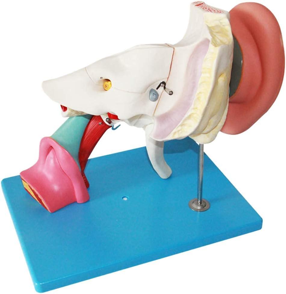 Model Anatomy of The Human Medical Ear Inner Ear Average Ear Tympan ...