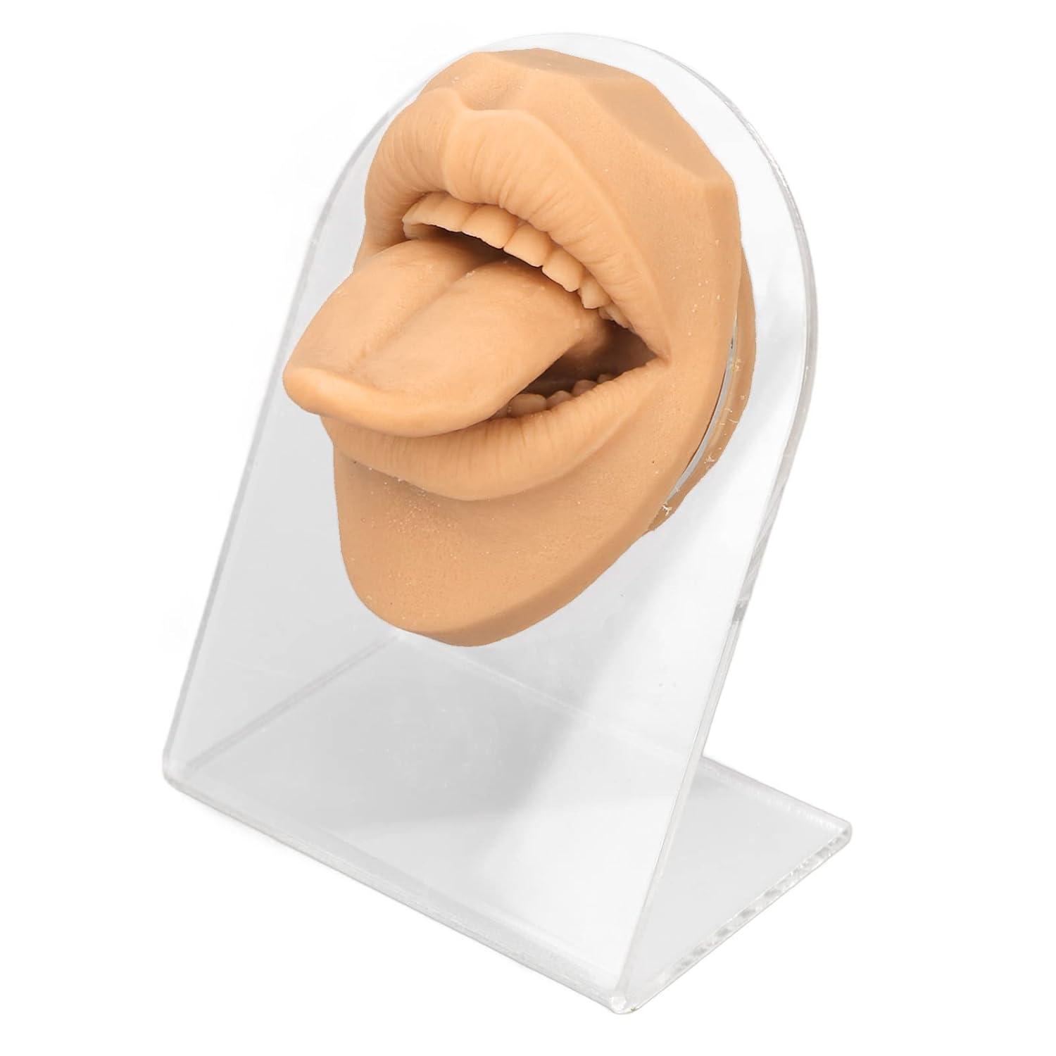 Tongue Mouth Model - Lifelike Human Tongue Structure for Research ...
