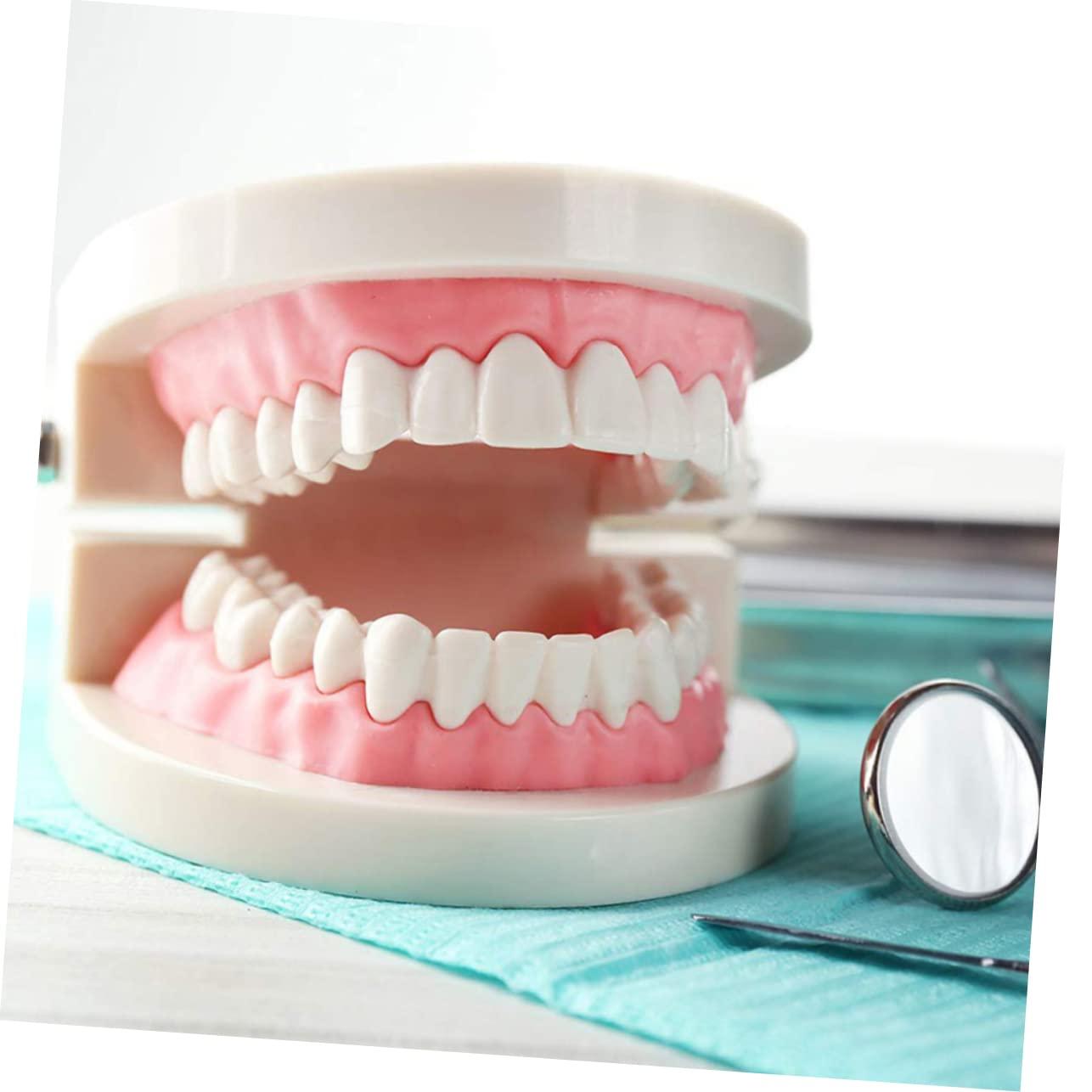 Ultechnovo Dental Model Set - Educational Children's Tooth Model ...