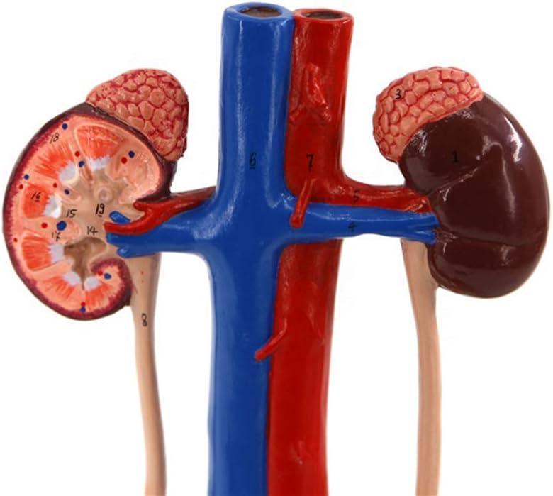 1 to 1 Size Urinary System Model Renal Arteriovenous Bladder-4 Parts ...