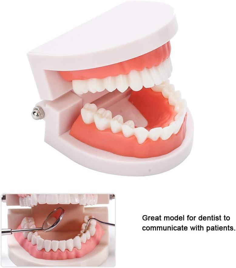 Standard Tooth Model - 28 Pieces for Adults & Kids | Dentures ...