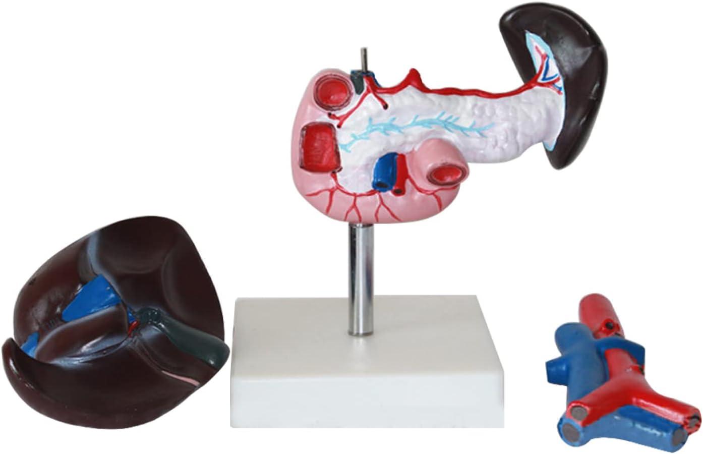 Human Liver Model Hepatopancreatic Duodenum Model Hepatobiliary ...