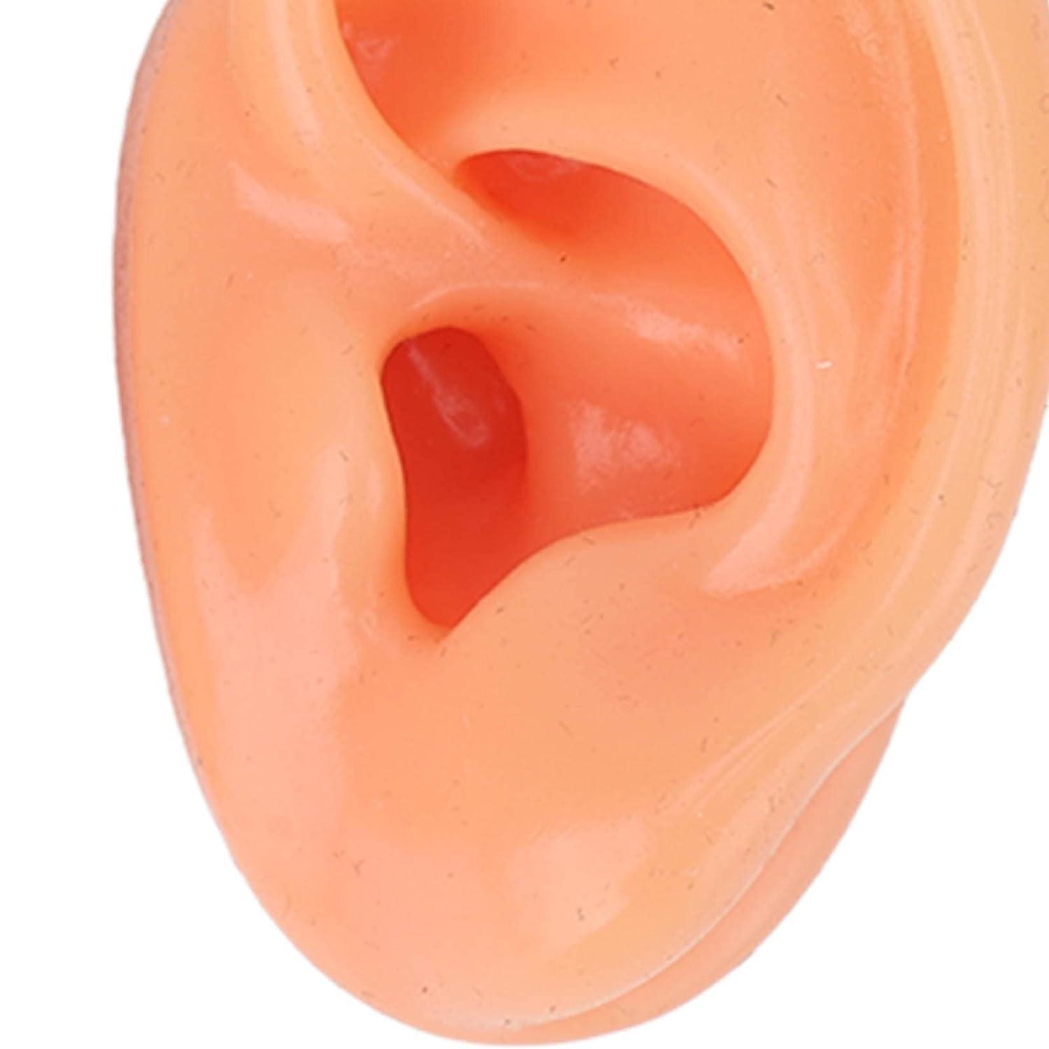 Silicone Human Ear Model for Hearing Aids & Headphones Demonstration ...