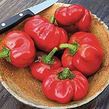 Sweet Mini Red Pepper 10 Semi | Buy Now with Express International ...