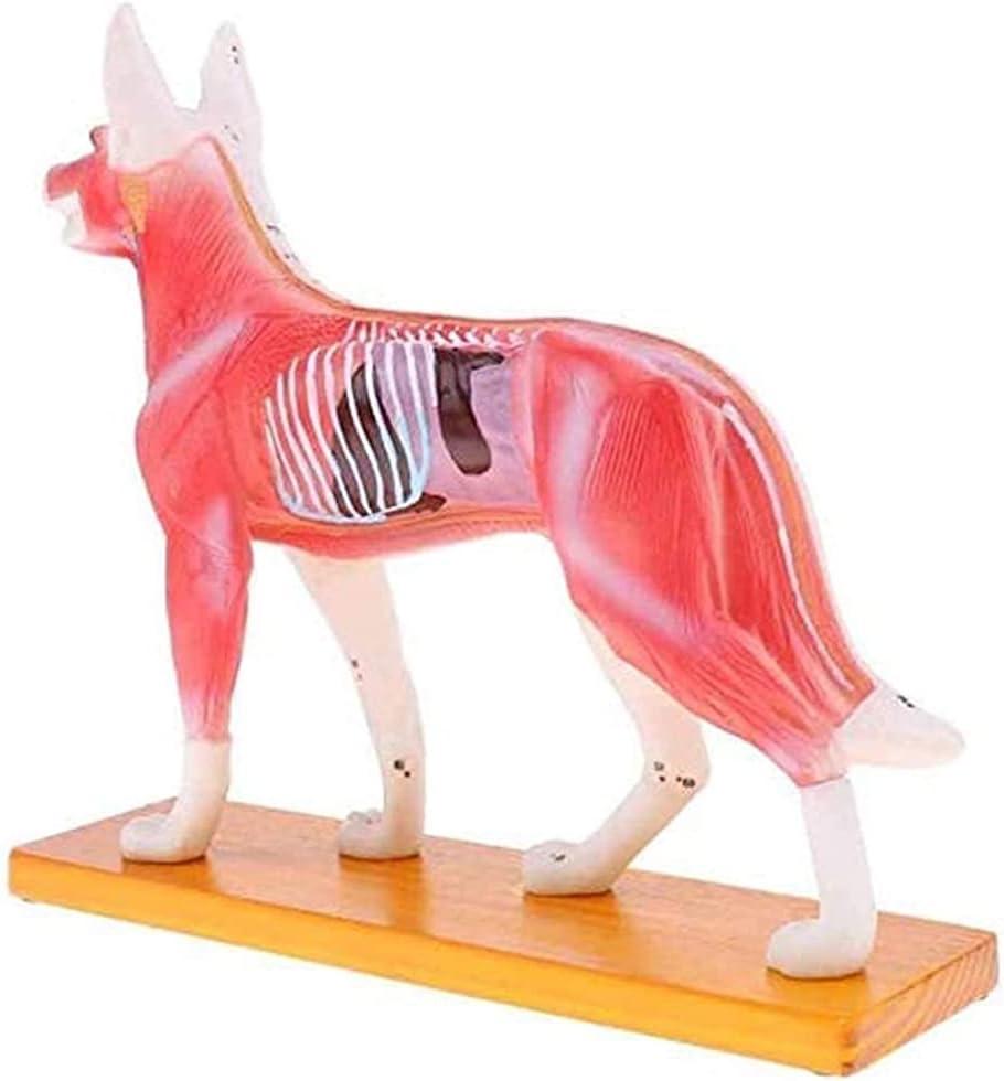 Nicfaky Anatomical Dog Model Acupuncture Anatomy Acupuncture Point ...