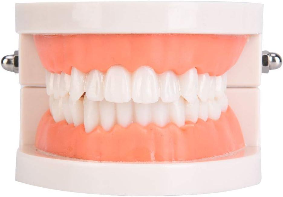 Oral Education Model for Kids | Tooth Brushing & Dental Care Model for ...