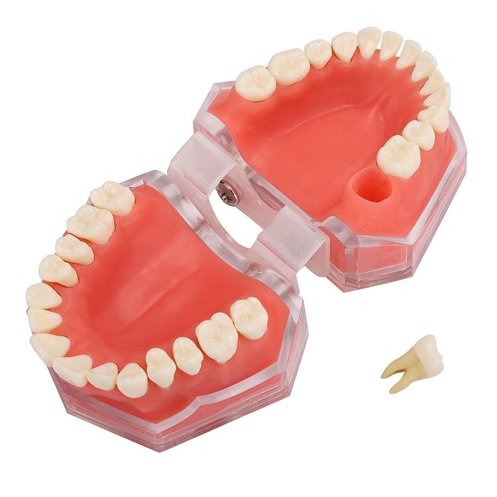 Gingiva Model for Dental Education | Removable Teeth & Soft Oral ...