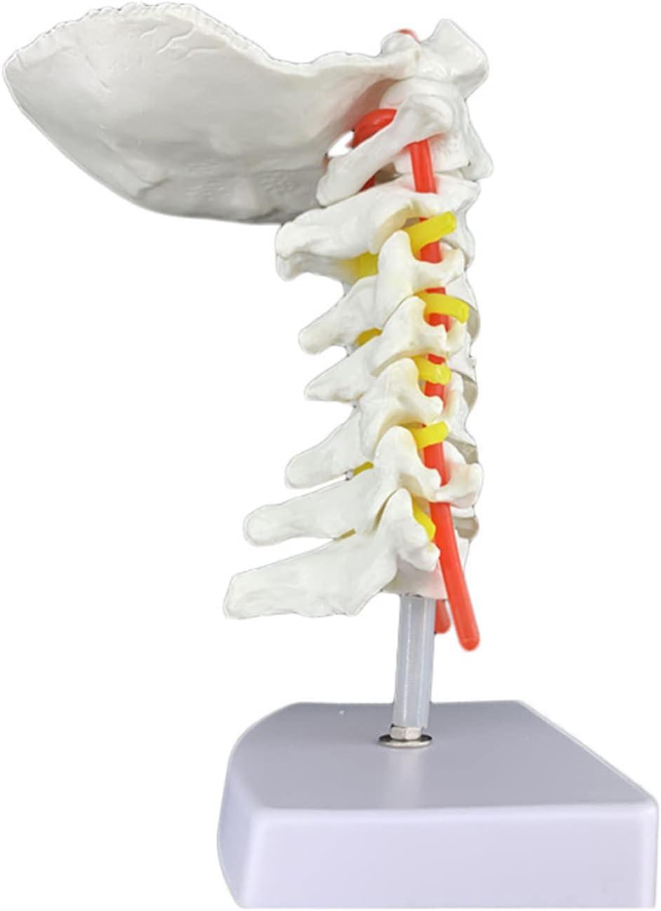 Spinal Nerves Cervical Spine & Occipital & Vertebral Artery Model ...