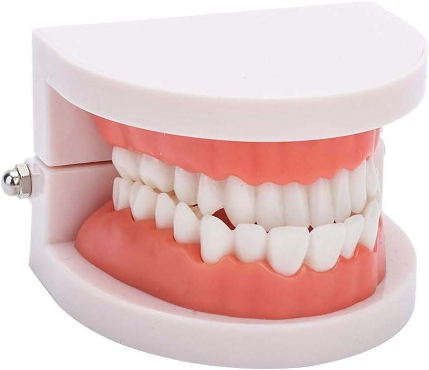 Standard Tooth Model - 28 Pieces for Adults & Kids | Dentures ...