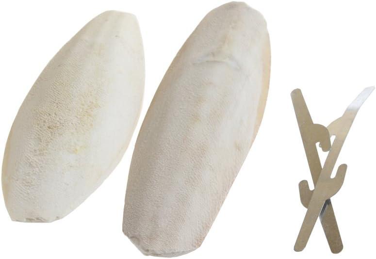 Natural Cuttlefish Bone for Reptiles Tortoises Snails Birds and Small ...