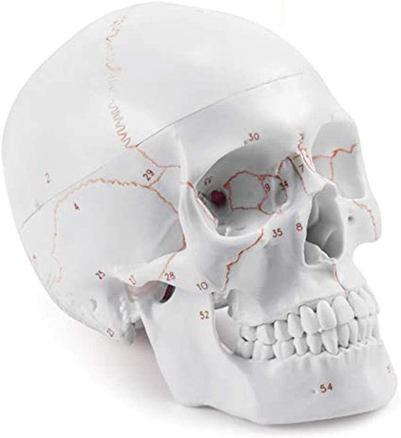 FLBT Medical Anatomical Skull Model for Adults - 3-Part Skeletal Model ...